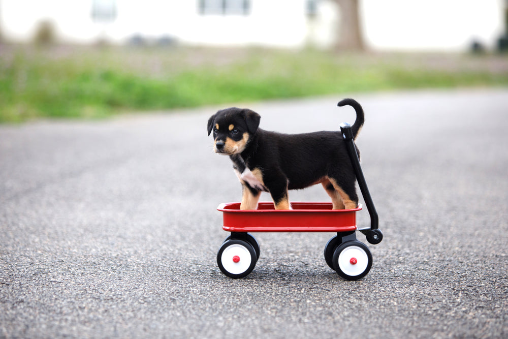 The Best Pet Prosthetics Wagons for Your Pet – Bionic Pets