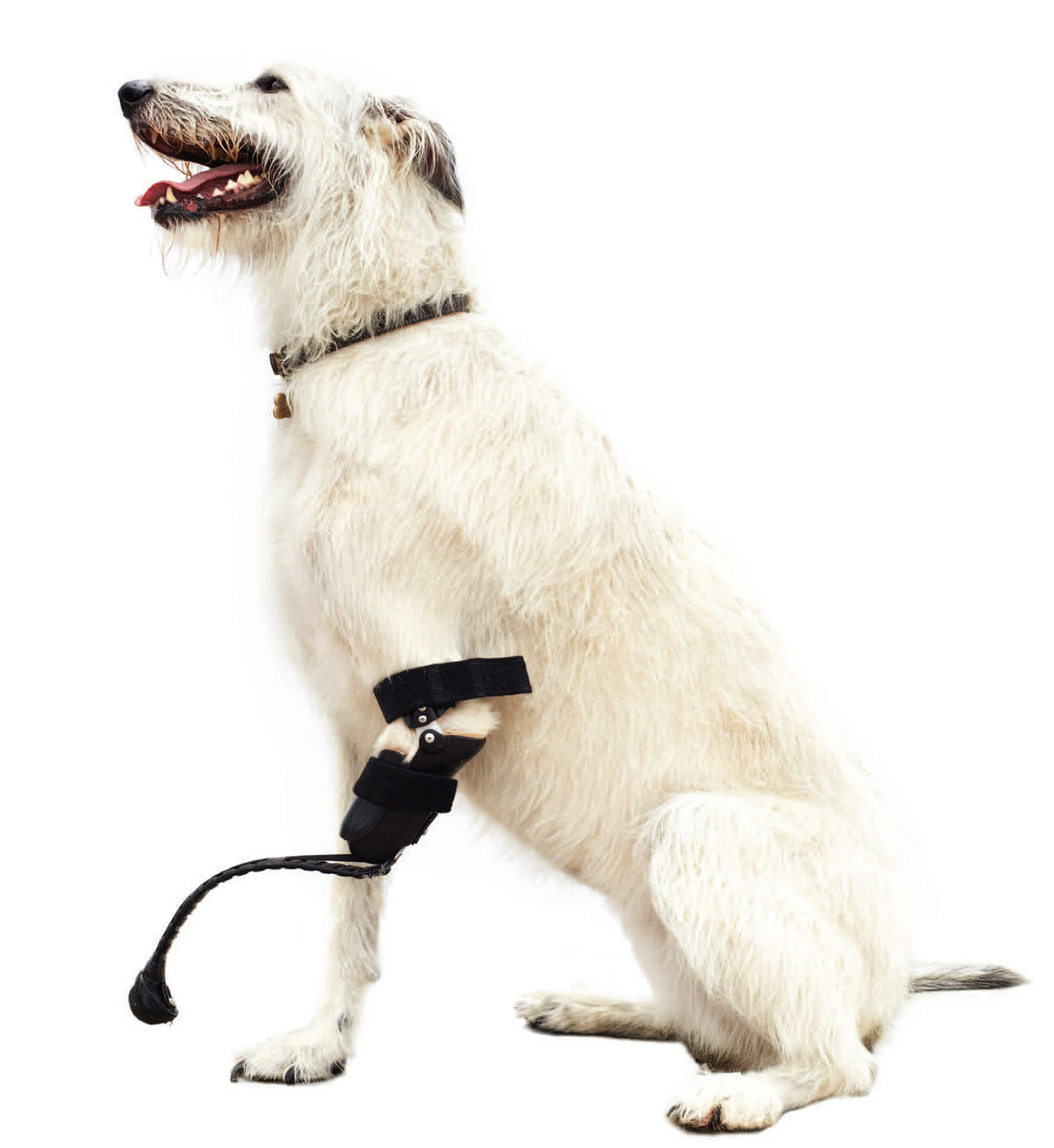 How to Decide on a Prosthetic Limb for Your Pet – Bionic Pets