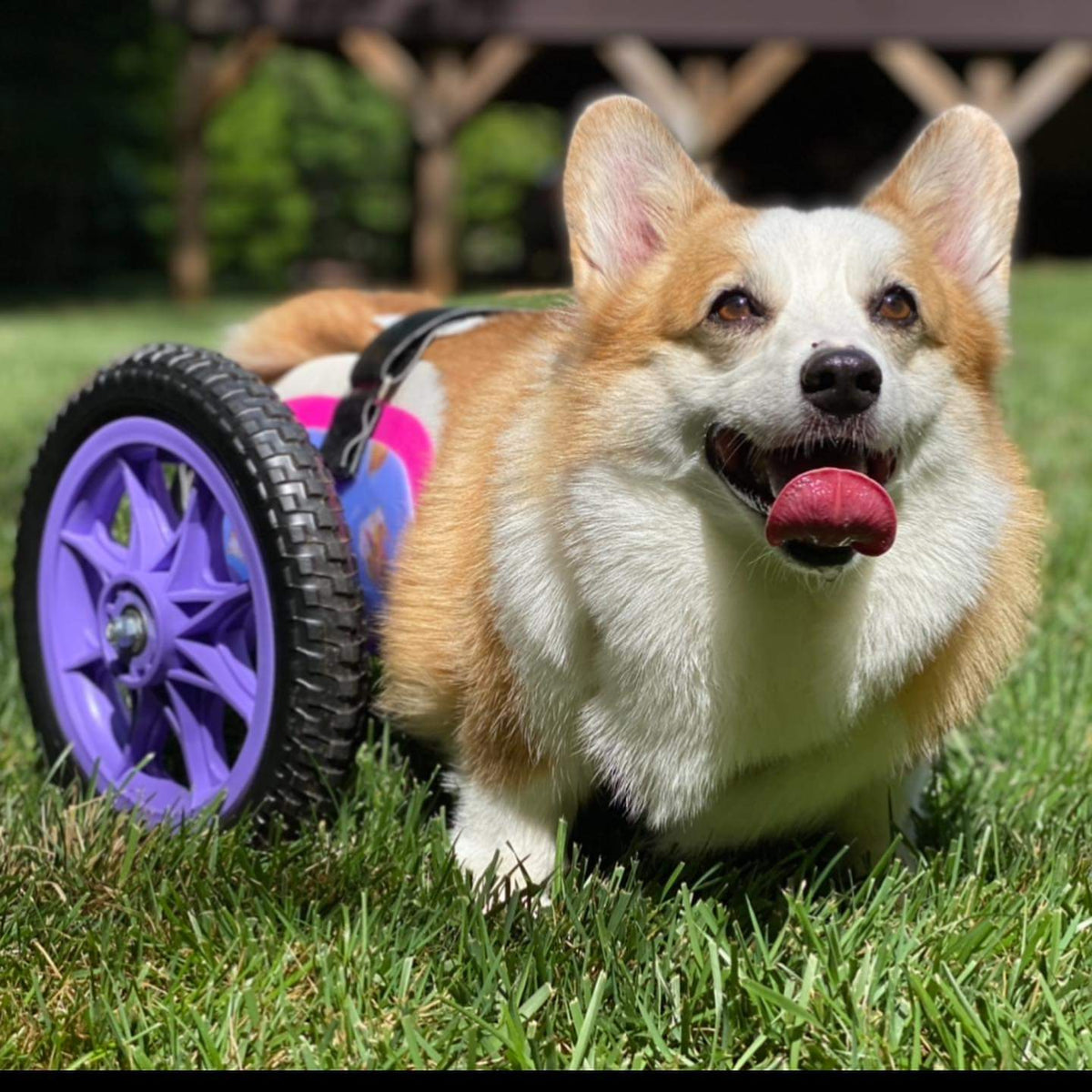 Carts – Bionic Pets