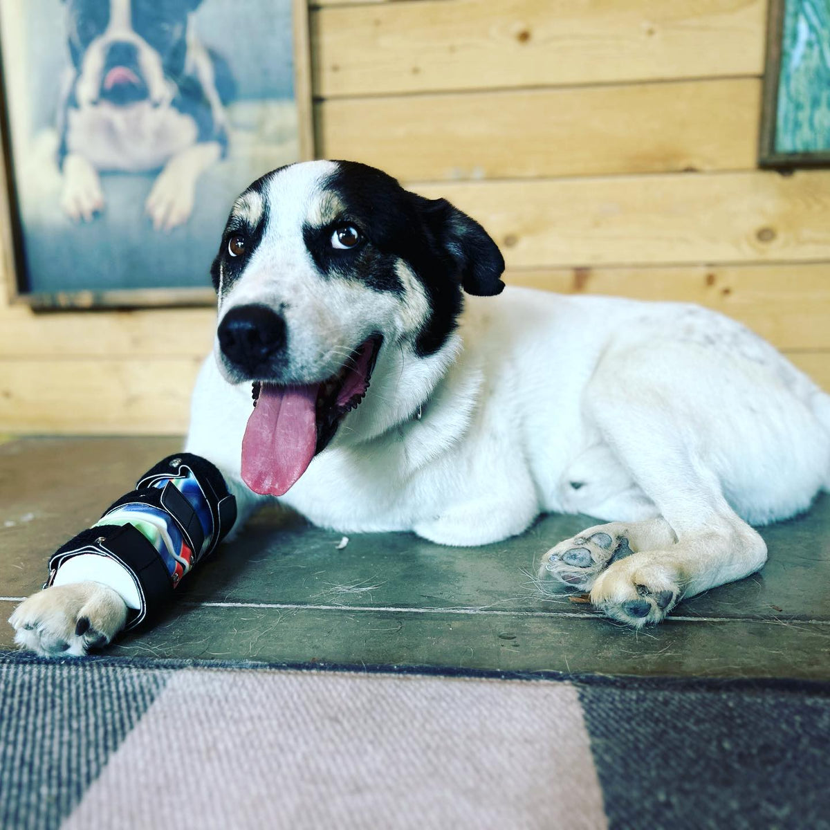 Canine Carpal Brace | Carpal Brace for Dogs – Bionic Pets