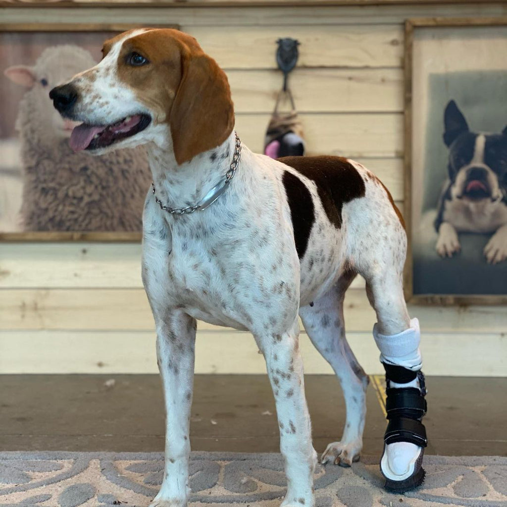 Buy Custom Tarsal Brace for Dogs | Bionic Pets