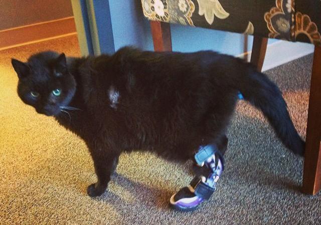 Buy Custom Tarsal Brace for Dogs | Bionic Pets