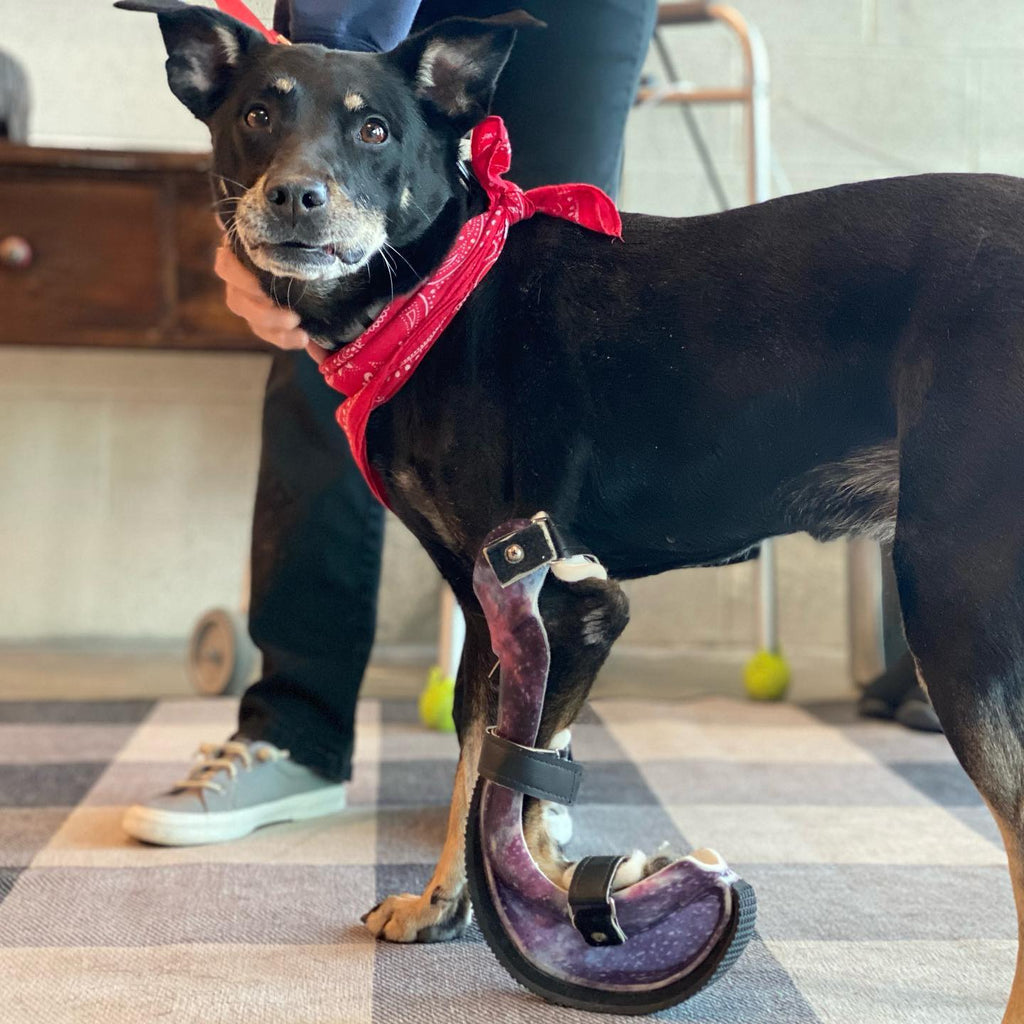 Able-bodied Prosthetic – Bionic Pets