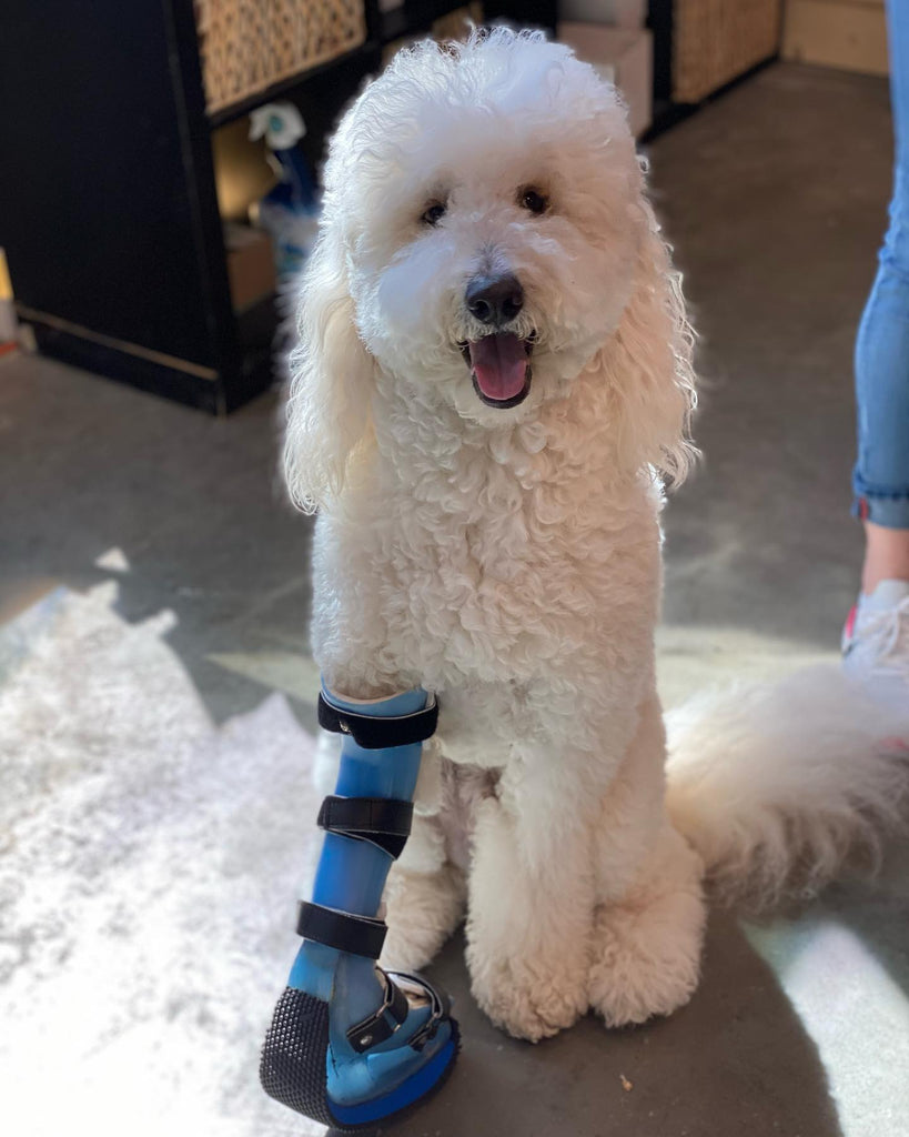Able-bodied Prosthetic – Bionic Pets
