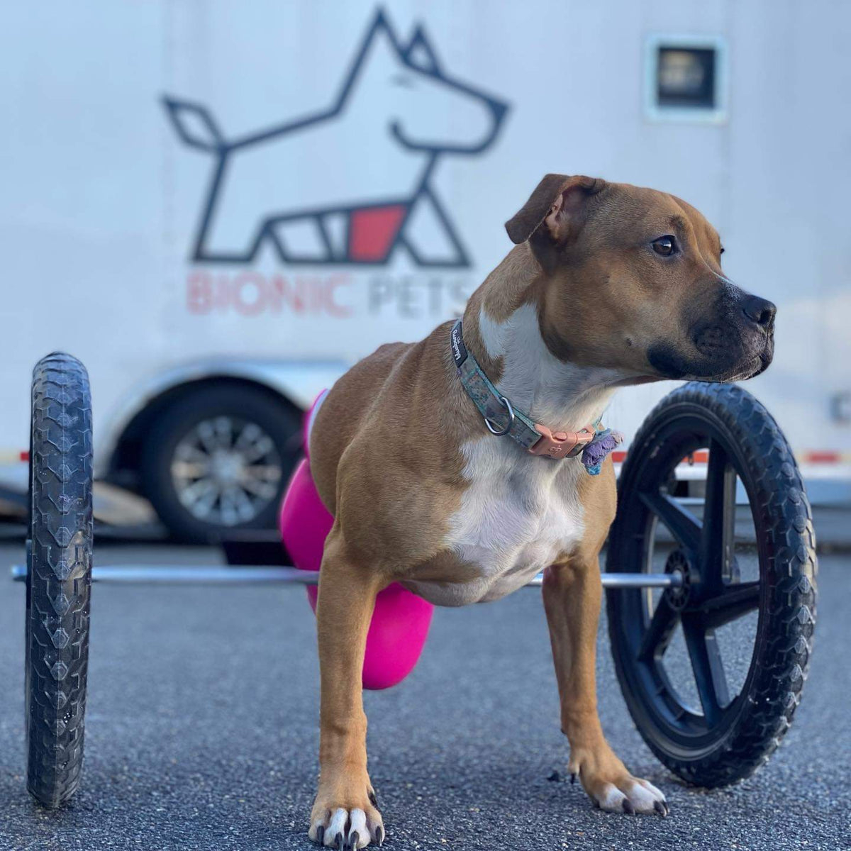 Buy Animal Wagons | Wagons for Dogs – Bionic Pets