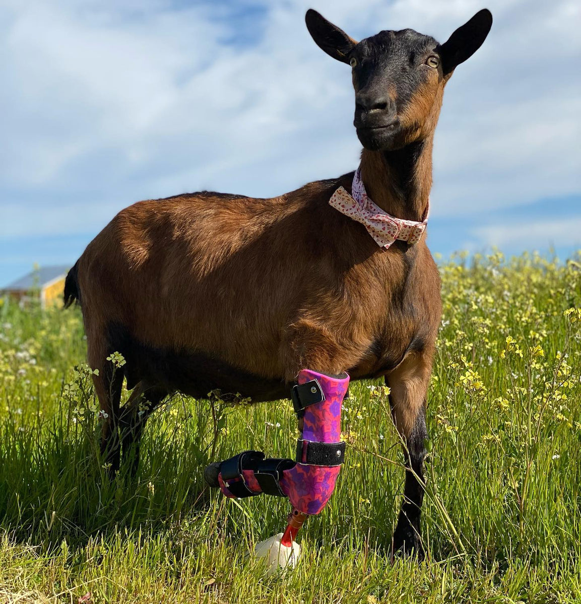 Able-bodied Prosthetic – Bionic Pets