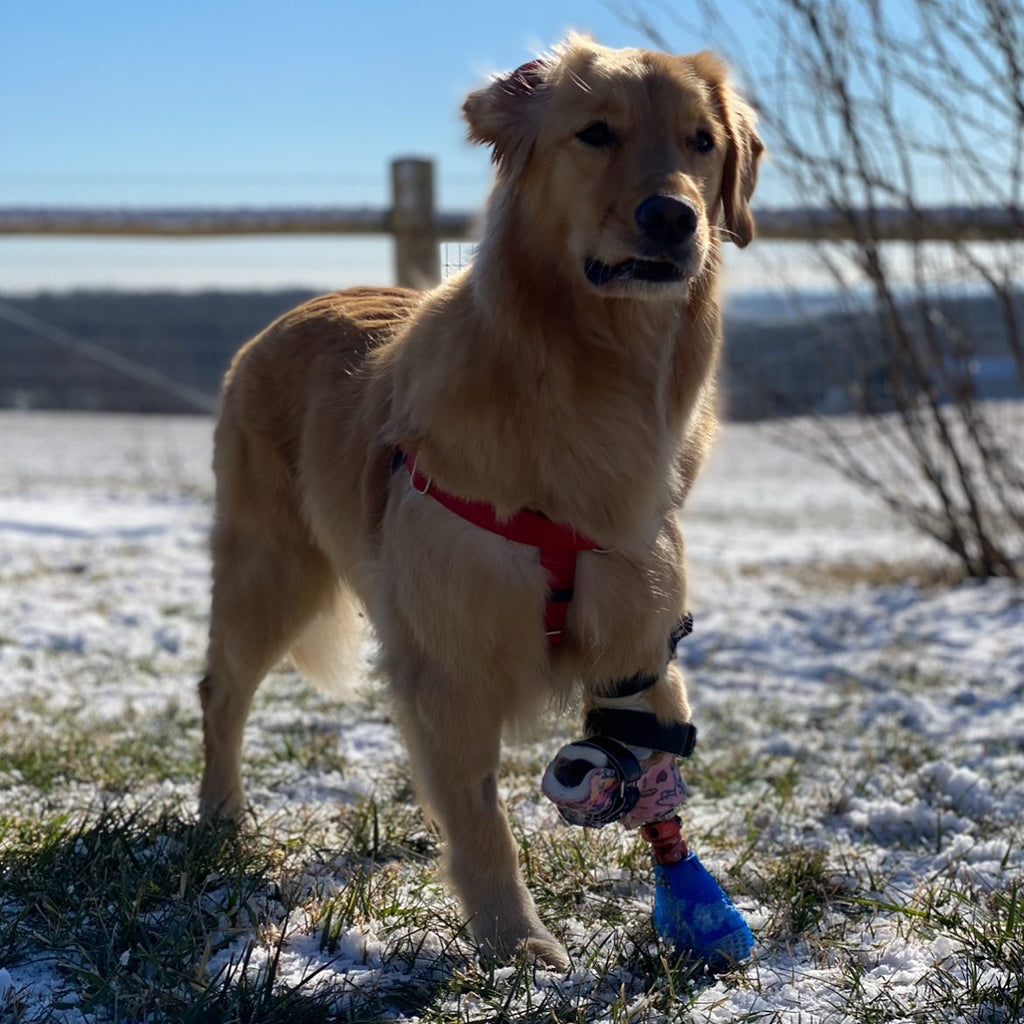 Able-bodied Prosthetic – Bionic Pets