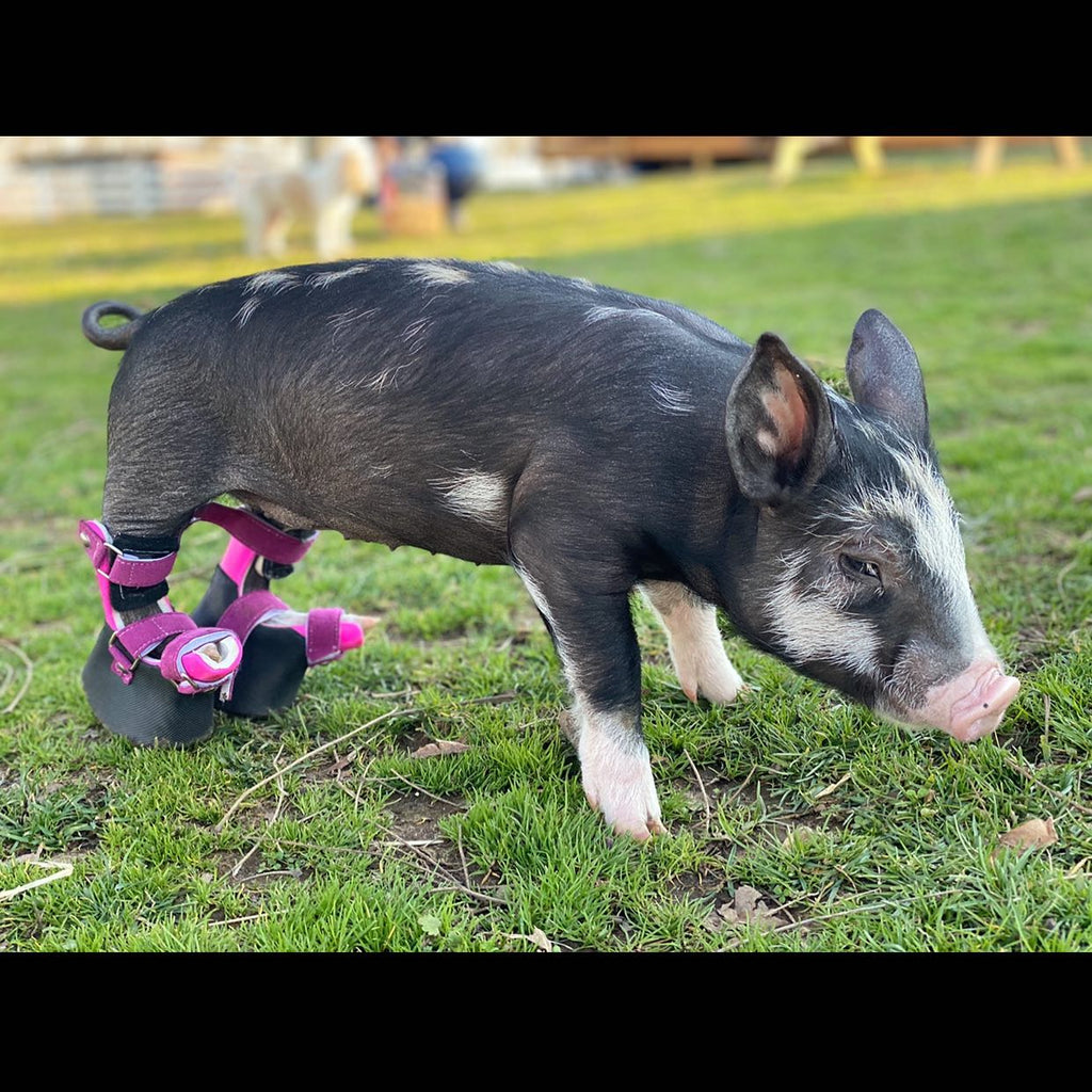Able-bodied Prosthetic – Bionic Pets