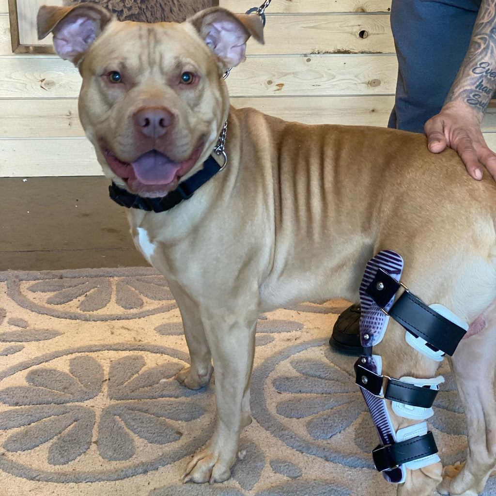 Stifle Braces for Dogs | Custom Stifle Braces – Bionic Pets